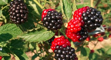 Robide - News | radio AGORA 105,5