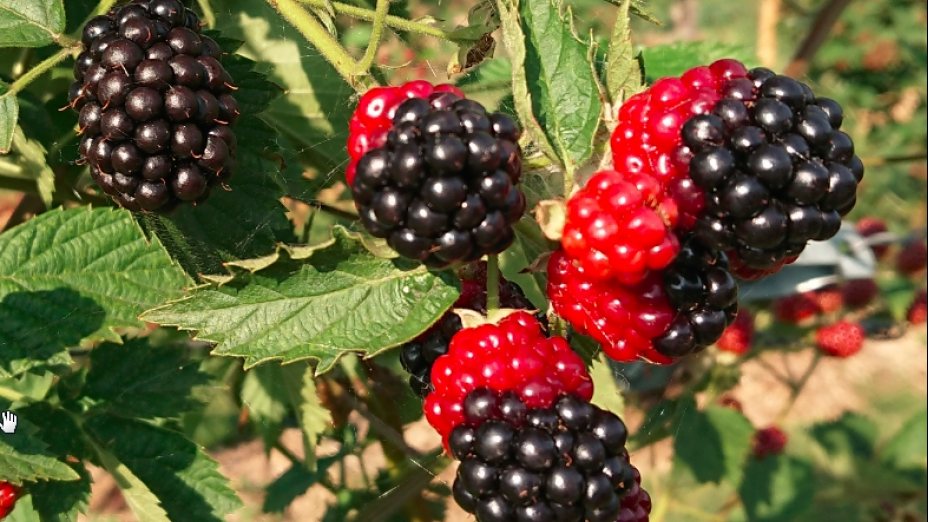 Robide - News | radio AGORA 105,5